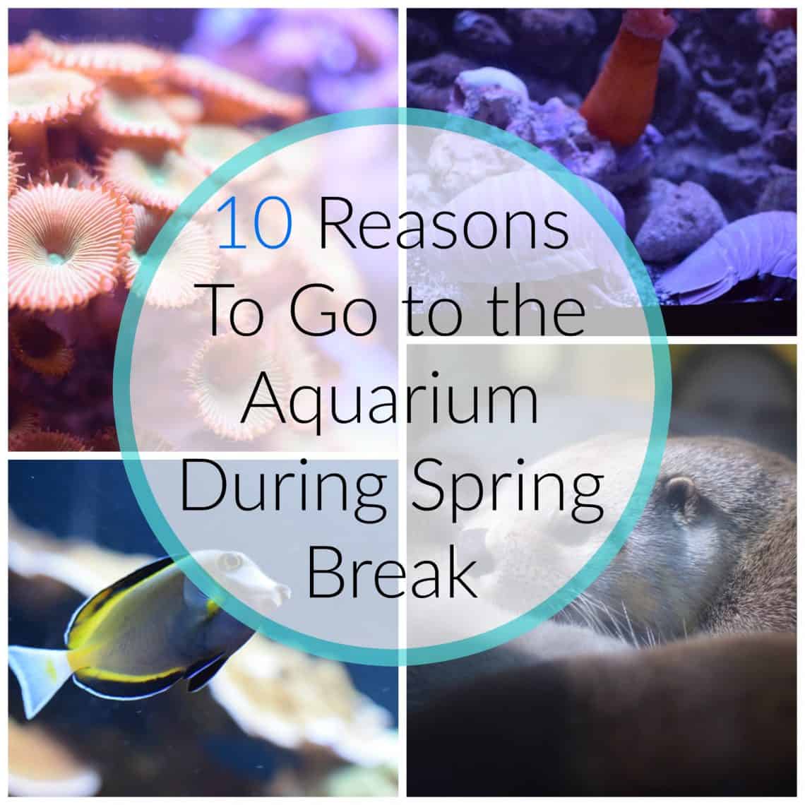 10 Reasons To Go to the Aquarium During Spring Break – The Organized Mom