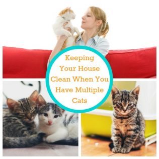 Keeping Your House Clean When You Have Multiple Cats – The Organized Mom