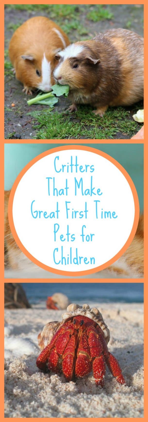 Critters That Make Great First Time Pets For Children – The Organized Mom