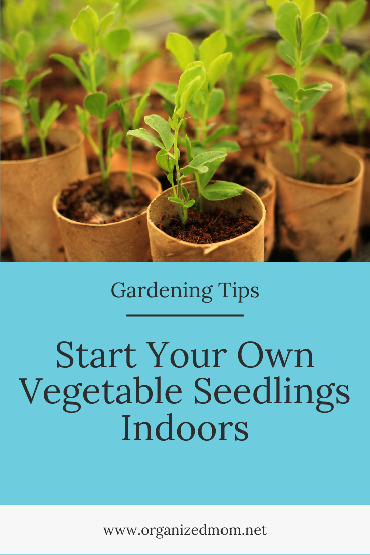 Start Your Own Vegetable Seedlings Indoors – The Organized Mom
