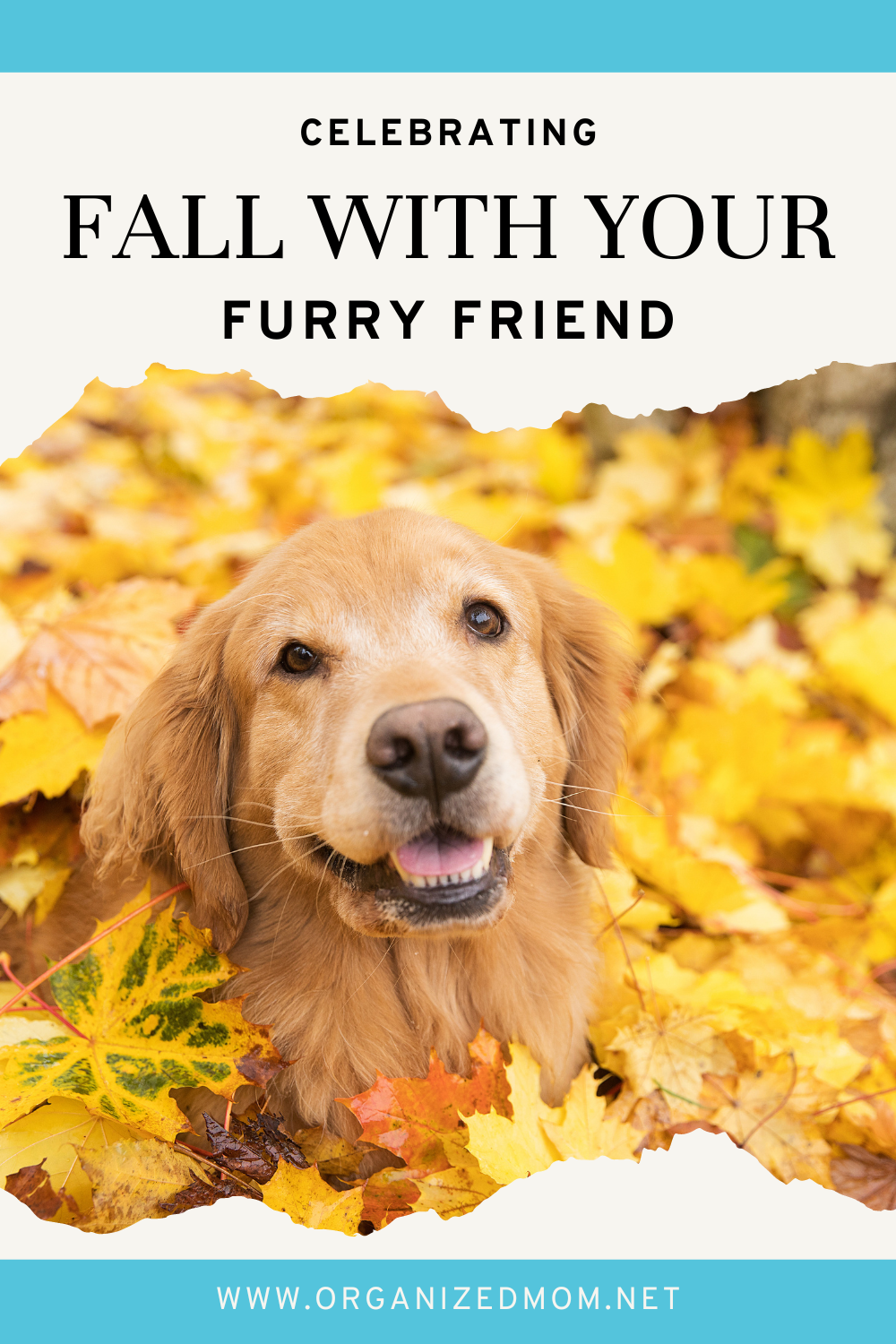 Celebrating Fall With Your Furry Friend – The Organized Mom