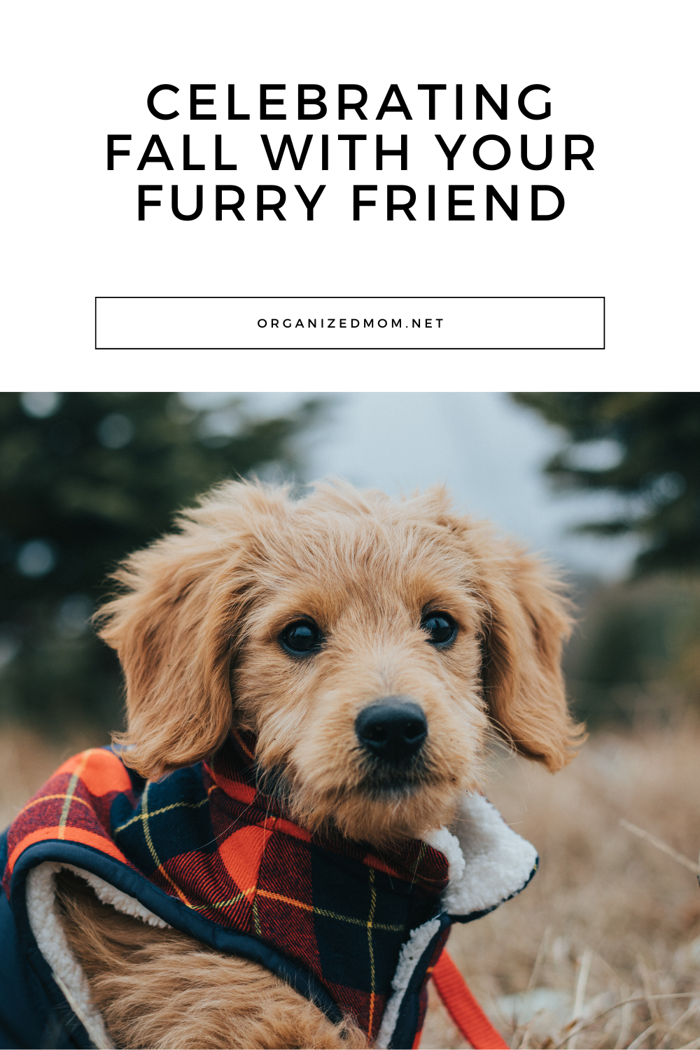 Celebrating Fall With Your Furry Friend – The Organized Mom
