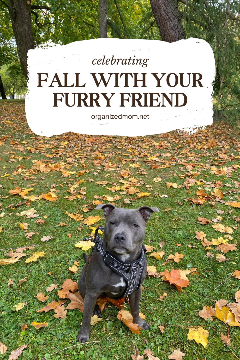 Celebrating Fall With Your Furry Friend – The Organized Mom