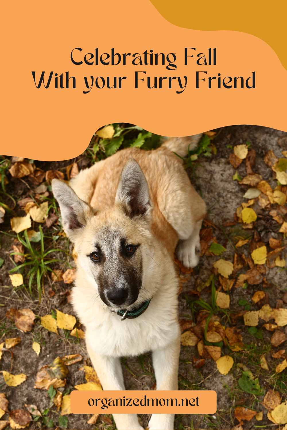 Celebrating Fall With Your Furry Friend – The Organized Mom